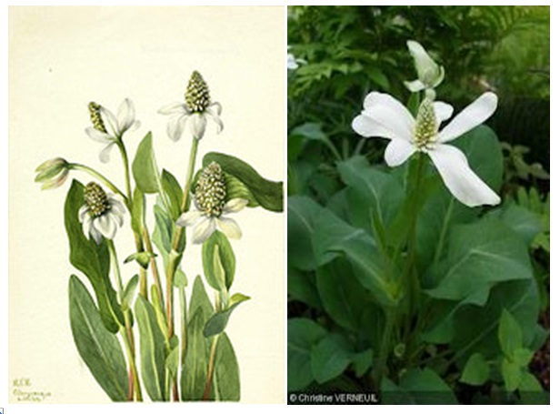 Kaliforniai vízipipacs - Anemopsis Californicum - Koi Mánia Székesfehérvár
