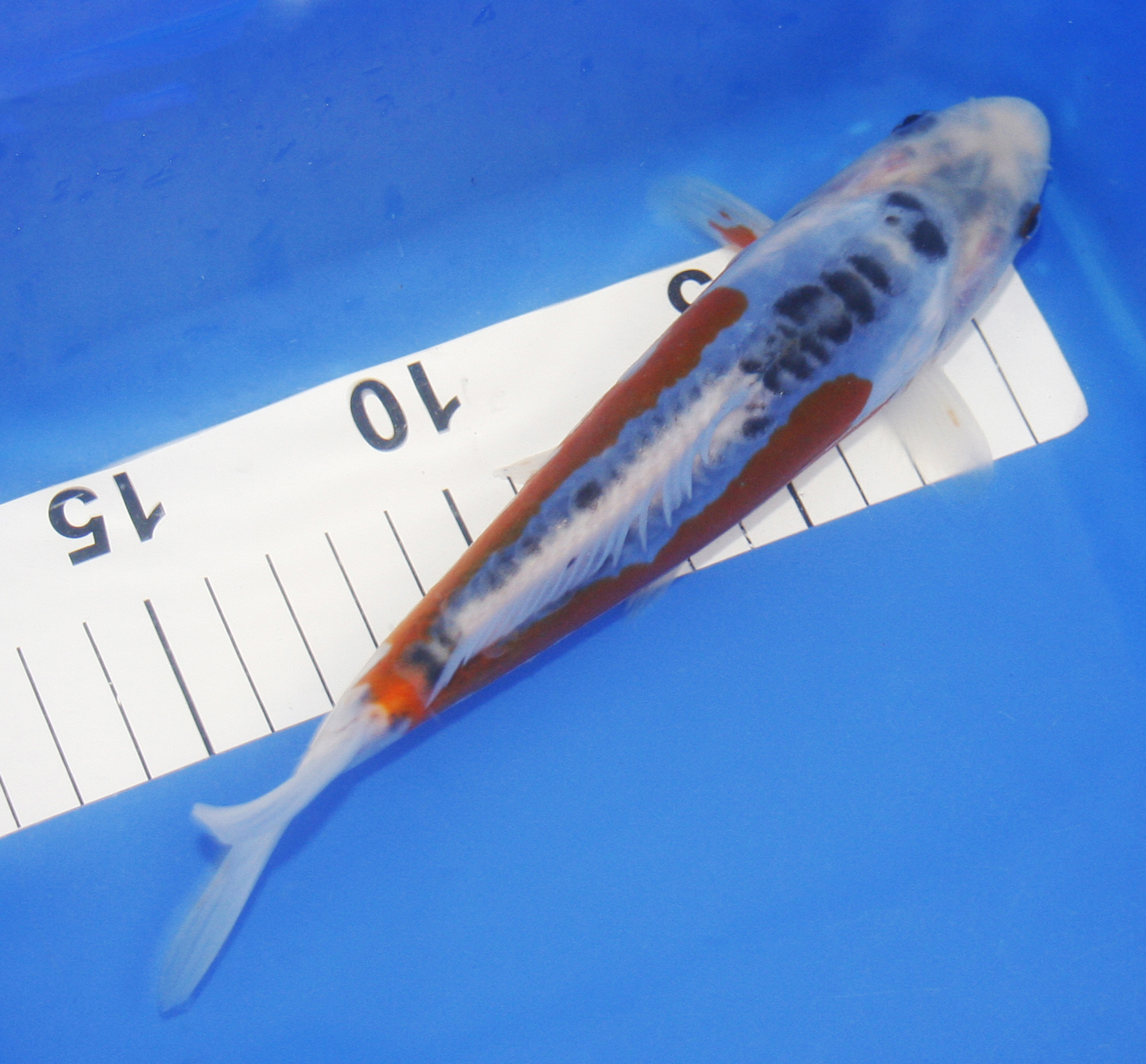 Japán koi Susui - Koi Mánia Székesfehérvár