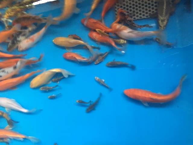 Standard koi - Koi Mánia Székesfehérvár