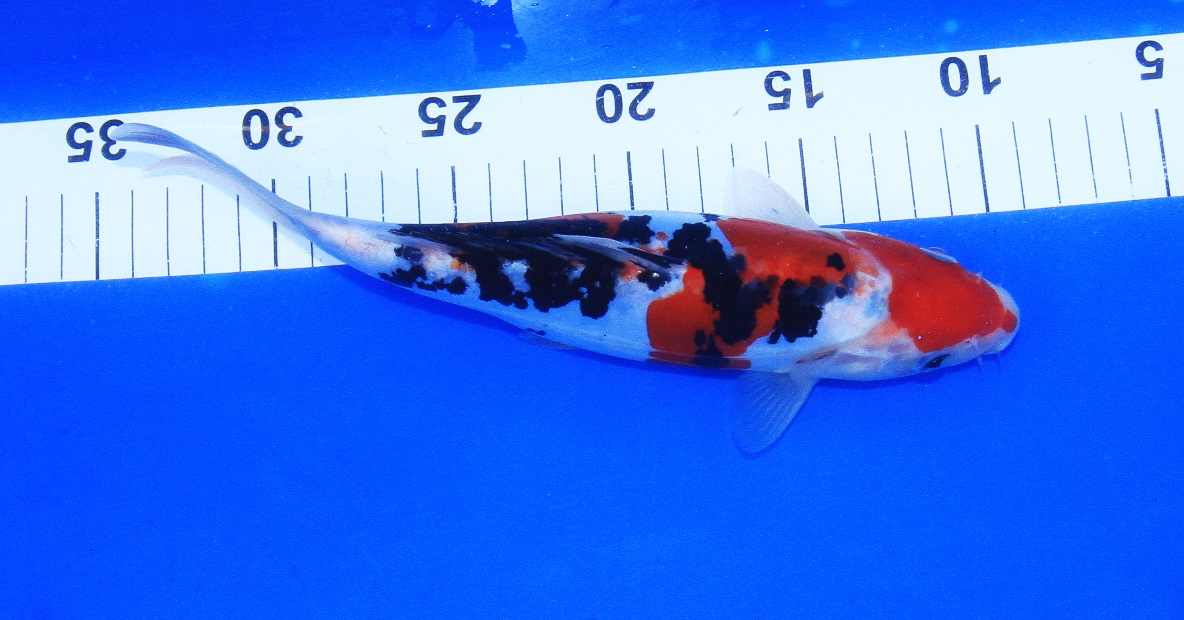 Koi Doitsu Showa - Koi Mánia Székesfehérvár